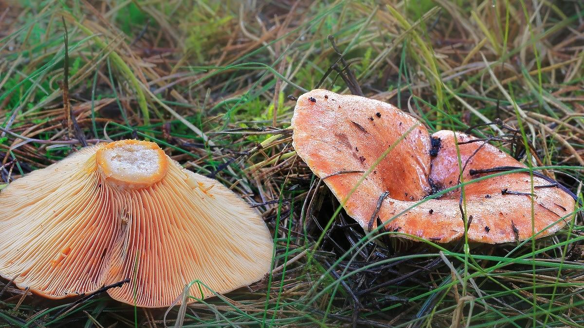 Zbieracie rydze? Uważajcie, bo nie wszystkie są jadalne