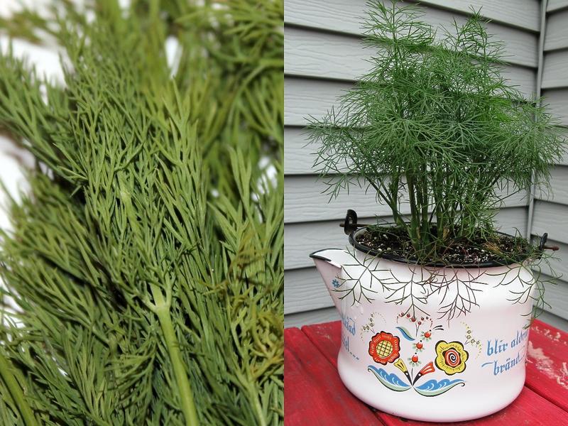 Koperek więdnie po przyniesieniu ze sklepu? Będzie świeży przez 3 ...